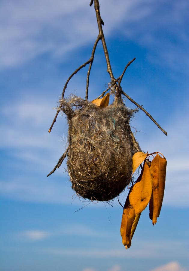 Baltimore Oriole-nest stock afbeelding. Image of vogel - 95591429
