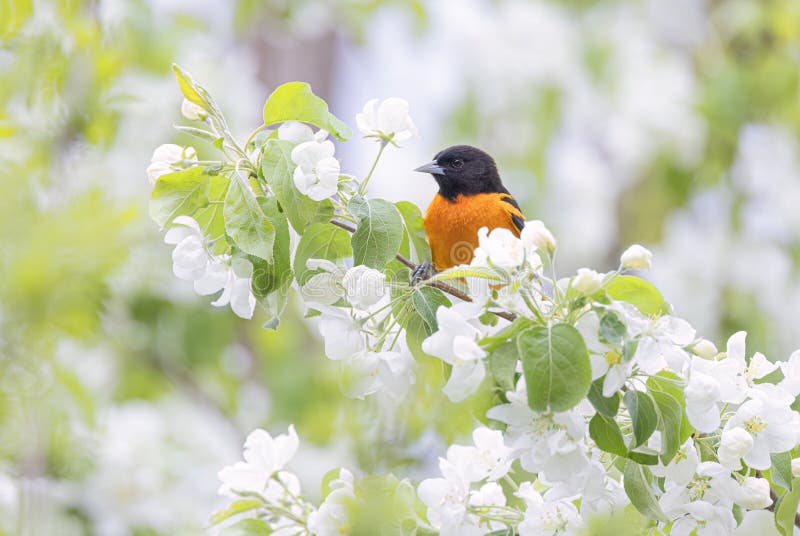 A Baltimore Oriole Perched on a Flowering Tree Branch in Spring in ...