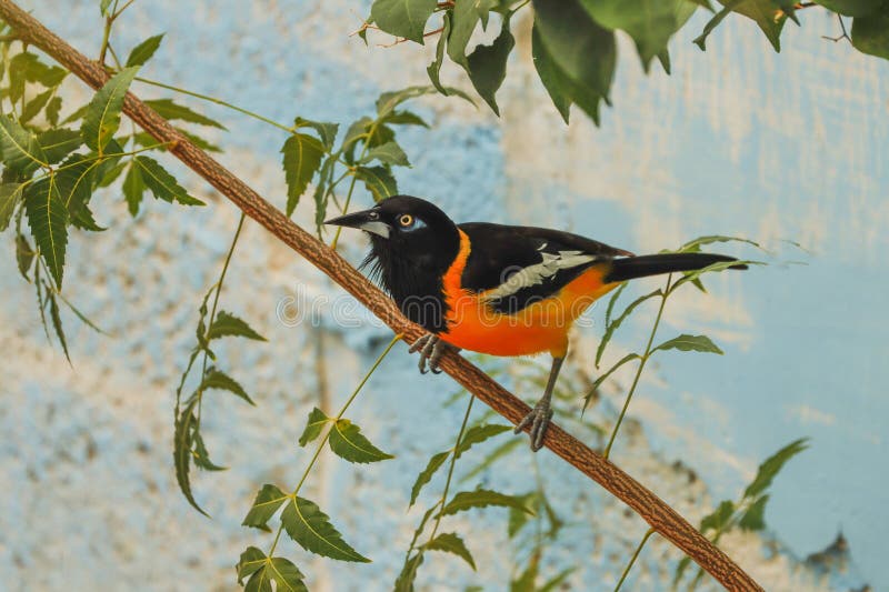 Baltimore Trupial Bird in the Caribbean Stock Image - Image of animals ...