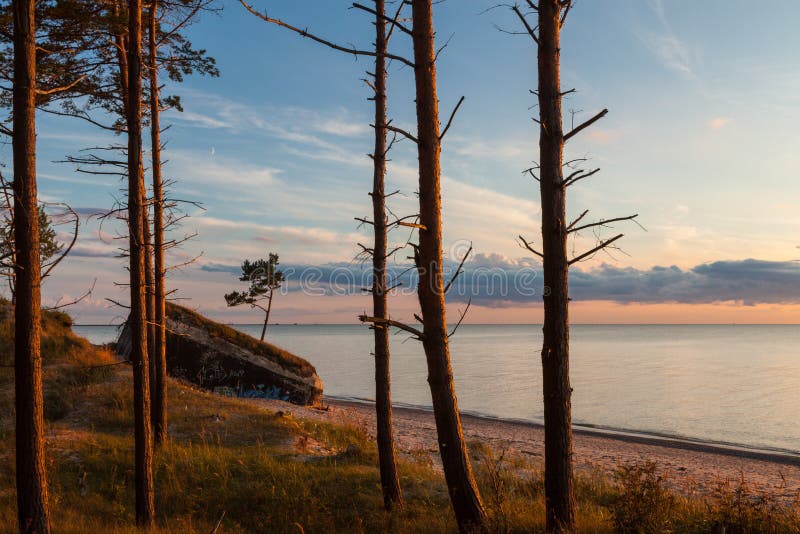 Baltisk skog arkivfoto. Bild av sand, natur, strand, oklarhet - 47005992
