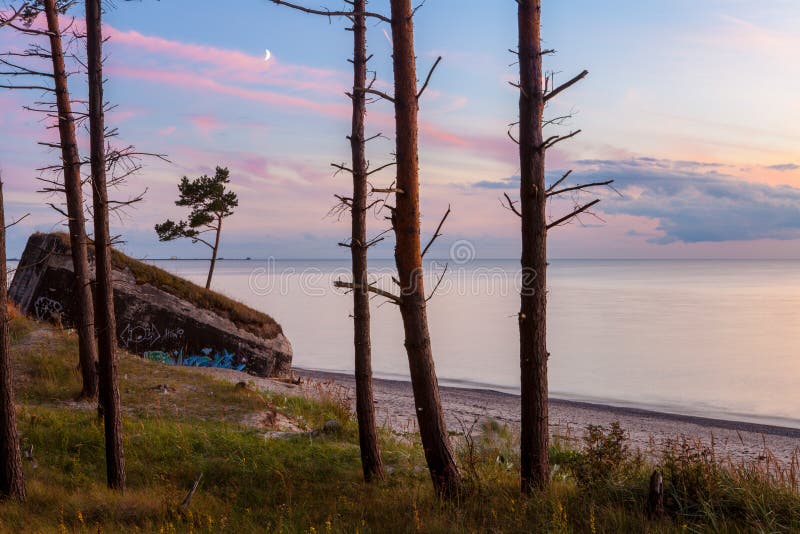 Baltisk skog arkivfoto. Bild av sand, natur, strand, oklarhet - 47005992