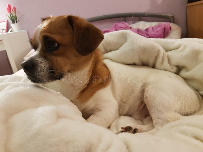 Balu the Dog stock image. Image of baby, balu, sweet - 174552205