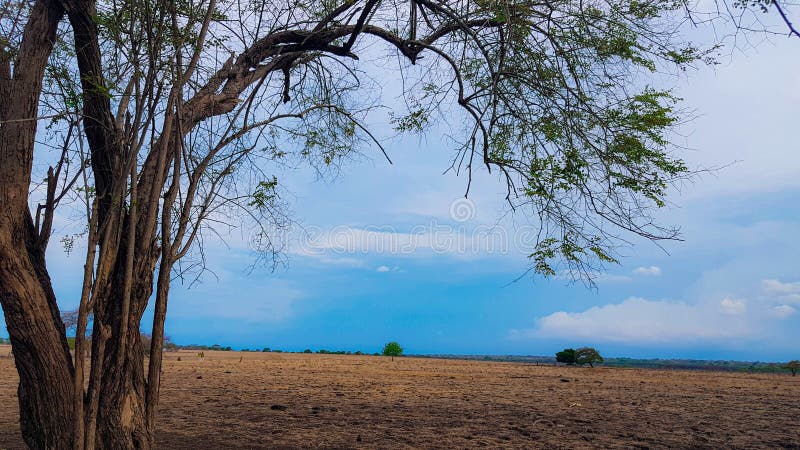 Baluran National Park. African Van Java Stock Photo - Image of java ...