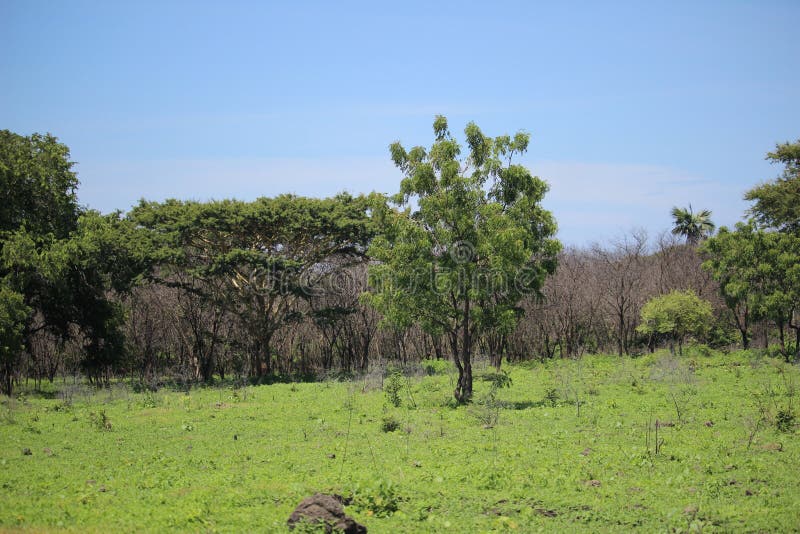 Baluran Savana Forest in Situbondo Stock Photo - Image of meadow ...