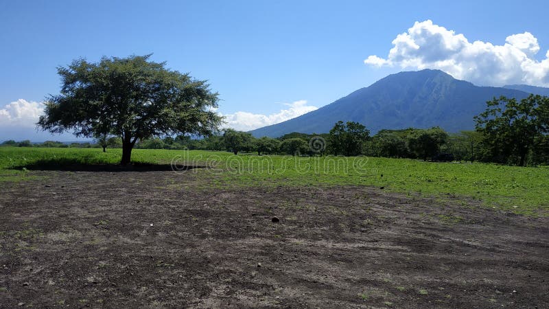Baluran Savana Forest in Situbondo Stock Image - Image of nature ...