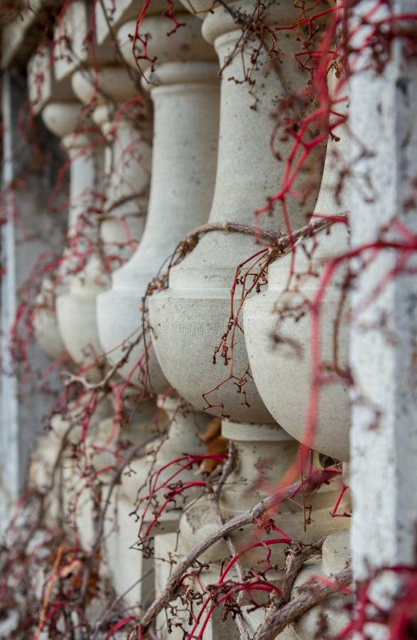 Balusters twining vines stock photo. Image of background - 29575310