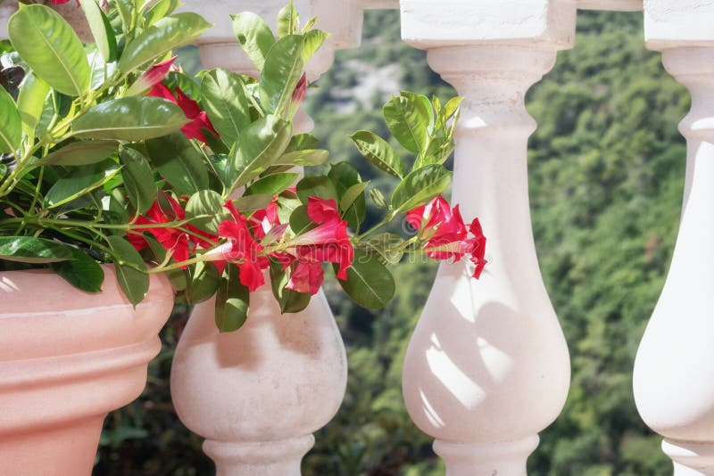 Balustrade Made of Pillars on the Terrace that is Decorated with Stock ...