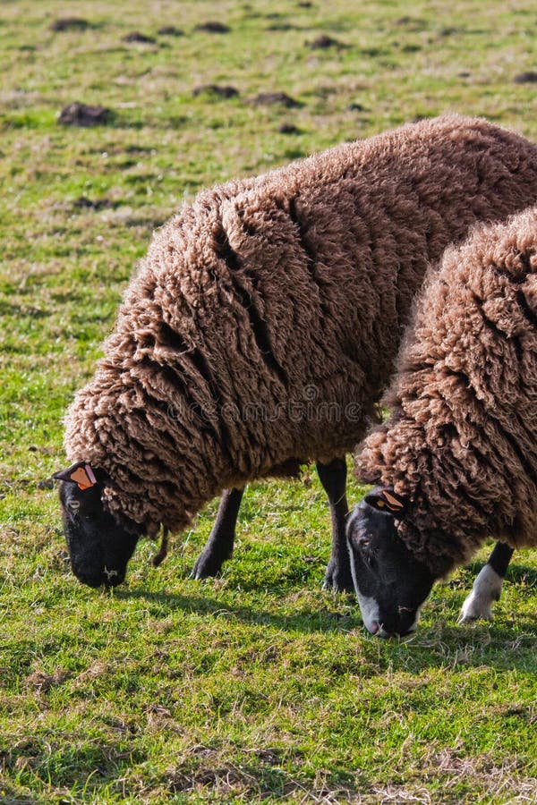 Balwen Welsh Mountain Sheep Stock Photos - Free & Royalty-Free Stock ...