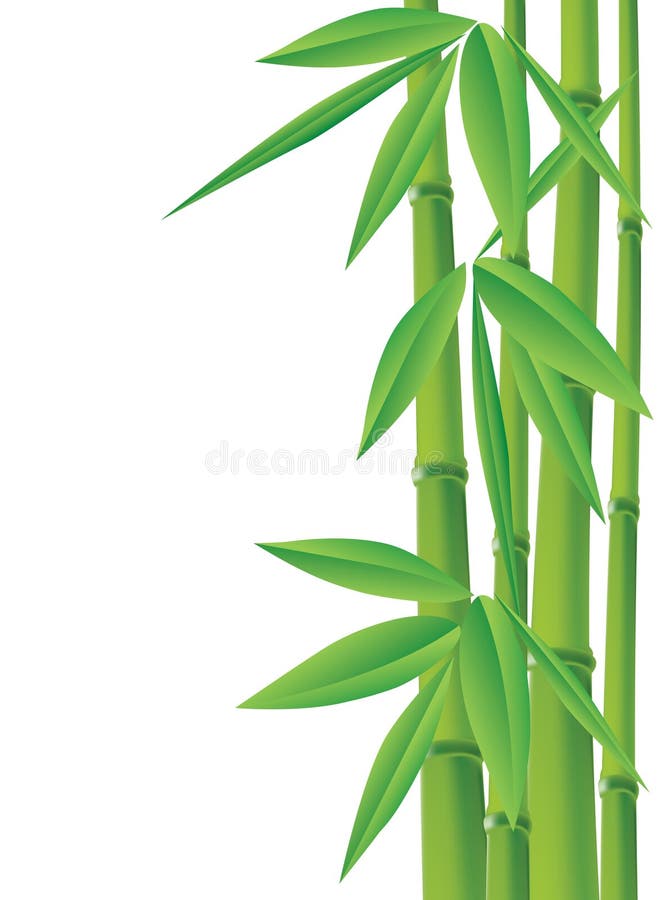 Bambú ilustración del vector. Ilustración de planta, textura - 12302952