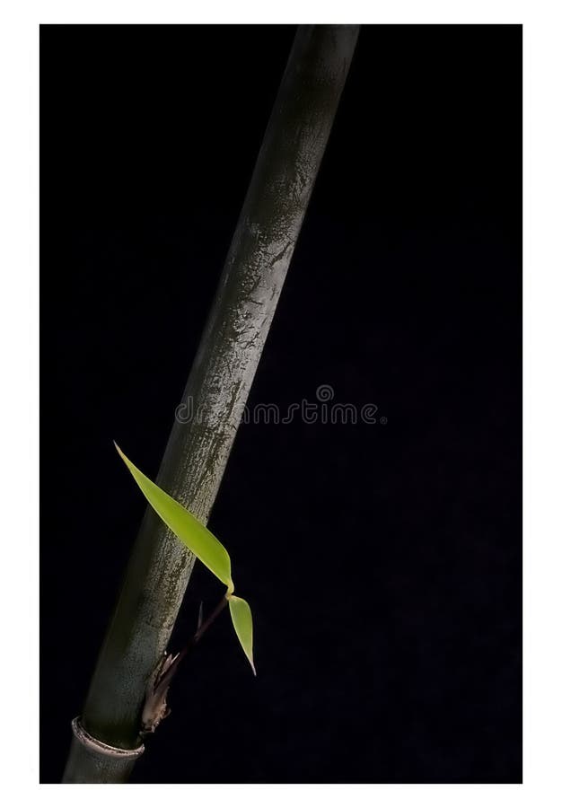 Raíz de bambú foto de archivo. Imagen de ciencia, verde - 82648