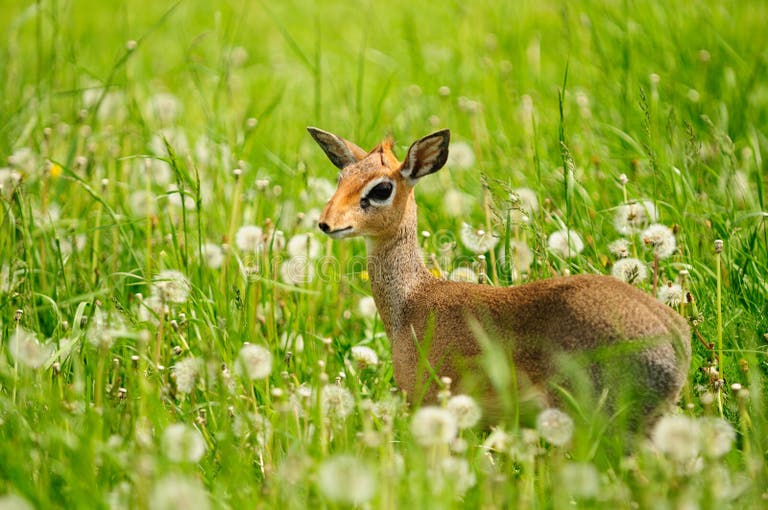6,106 Bambi Bimx Stock Photos - Free & Royalty-Free Stock Photos from ...