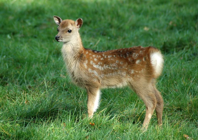 Bambi Picture. Image: 2079412