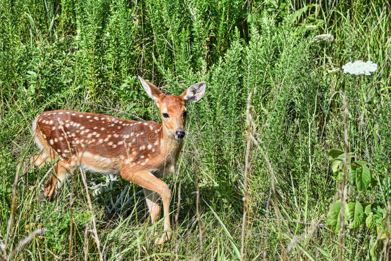 Baby doe stock image. Image of wild, brown, spring, wilderness - 75010887