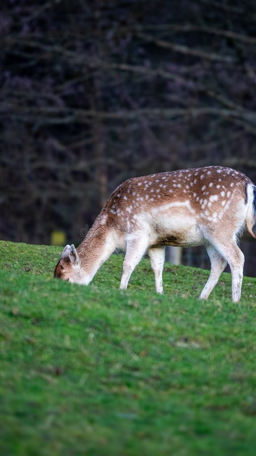 Bambi stock image. Image of animal, eating, landscape - 304719139