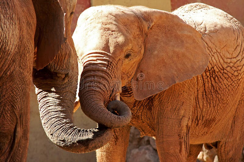 Affetto Dell'elefante (elaborare Artistico) Fotografia Stock - Immagine ...