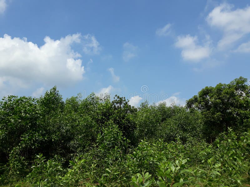 Nature tree sky stock photo. Image of tree, clean, nature - 113090848