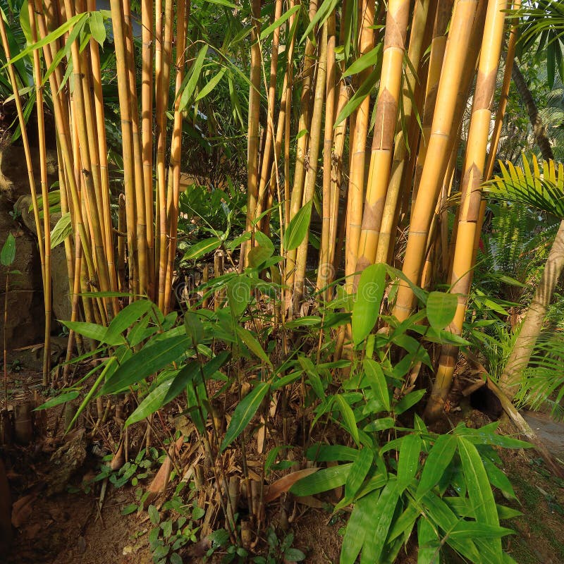 Het Type Van Bamboegras Culeou Lange Groene Spruiten Van Chusquea Stock ...