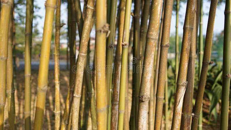 Bamboe stock foto. Image of altijdgroen, eeuwigdurend - 110124532