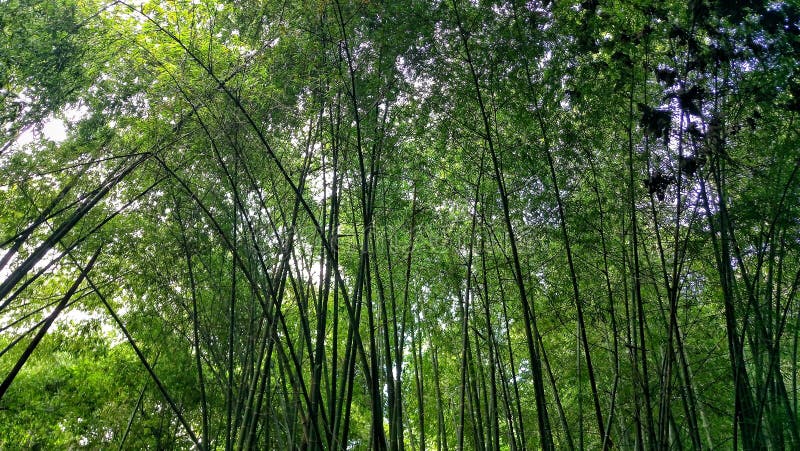 Bamboe stock foto. Image of armenië, groen, colombia - 115364076