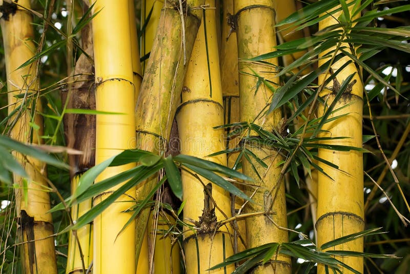 Reuzepanda die bamboe eten stock afbeelding. Afbeelding bestaande uit ...