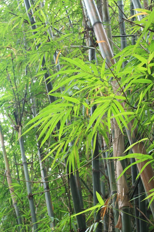 Bamboe stock afbeelding. Image of tuinieren, japan, milieu - 26959609