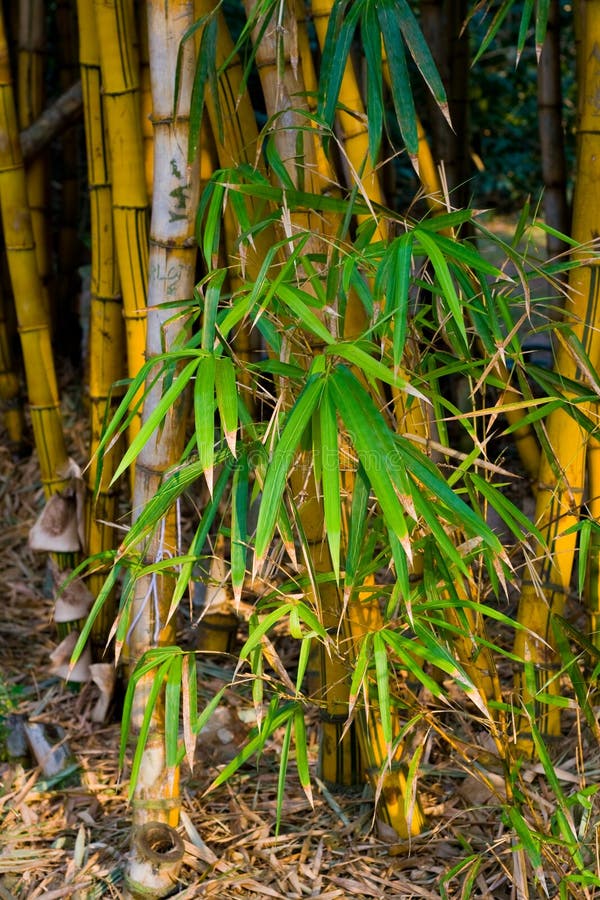 Bamboe stock foto. Image of park, installaties, bomen - 6761070