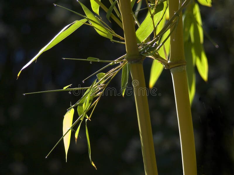 Bamboe stock foto. Image of gebied, keerkringen, tropisch - 907428
