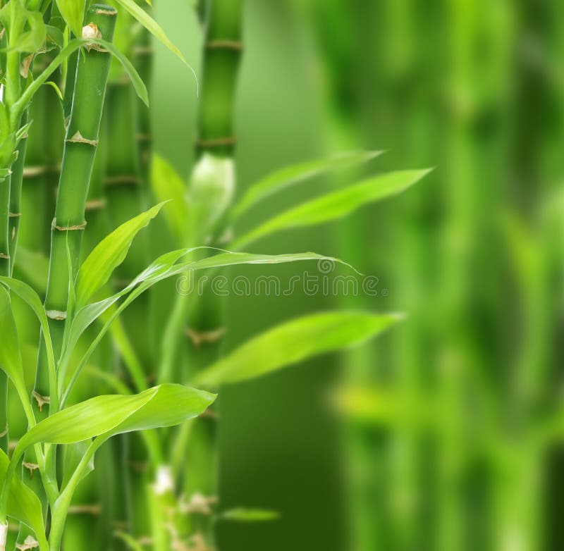 Bamboe stock foto. Image of grens, sluit, japans, vers - 9664364