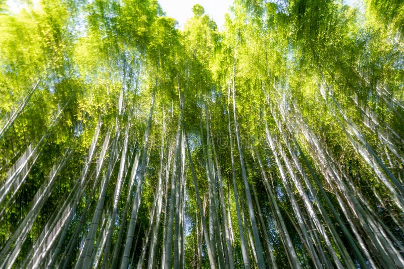 Bamboe-bos in Kyoto, Japan stock foto. Image of japan - 163303494