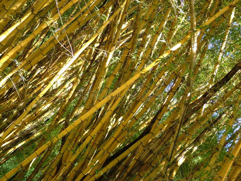 Bamboe Dat Vrij Groeien Flexibele Installaties Bomen Stock Foto ...