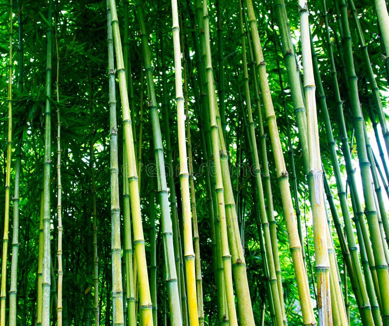 Groene Bamboebladeren Op Een Witte Achtergrond Stock Afbeelding ...