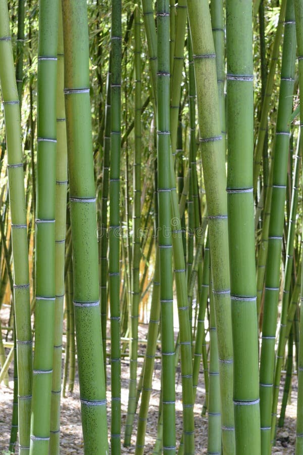 Het Bos van het bamboe stock foto. Image of japan, nave - 27139296