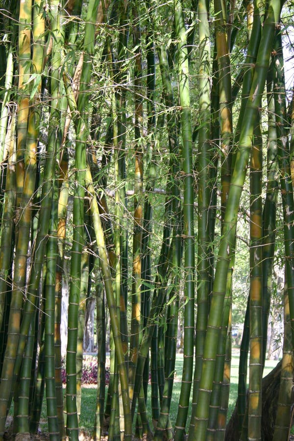 Bamboo forest stock image. Image of forest, rain, jungle - 280895