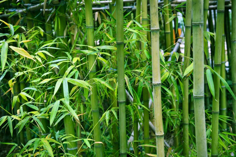 Weeping willow tree stock photo. Image of spring, meditation - 8293496