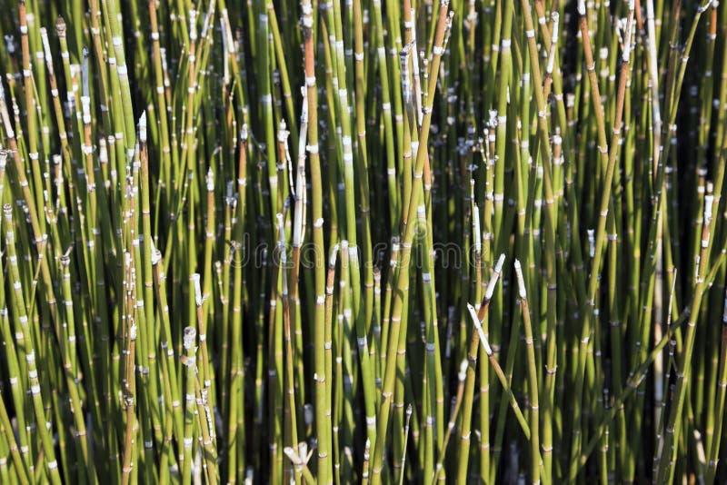 Bamboo stock image. Image of chicago, growth, bamboo - 12555427