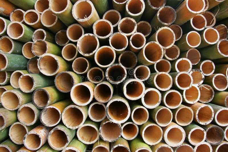 Bamboo stock image. Image of stalk, greens, garden, green - 1430097