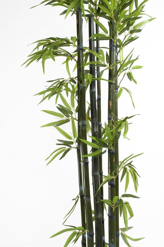 542,831 Bamboo Kultus Stock Photos - Free & Royalty-Free Stock Photos ...