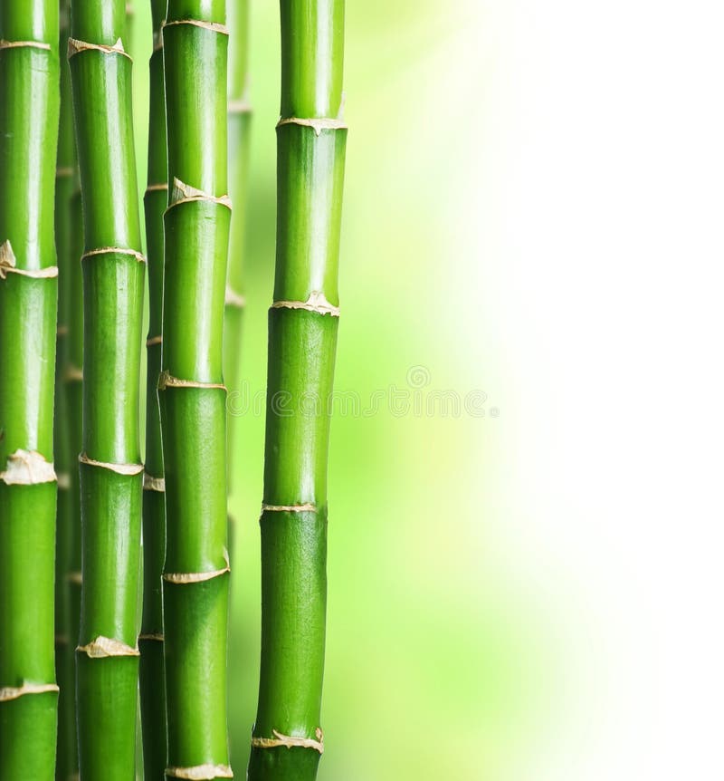 Bamboo stock image. Image of wood, plant, green, stick - 25488377