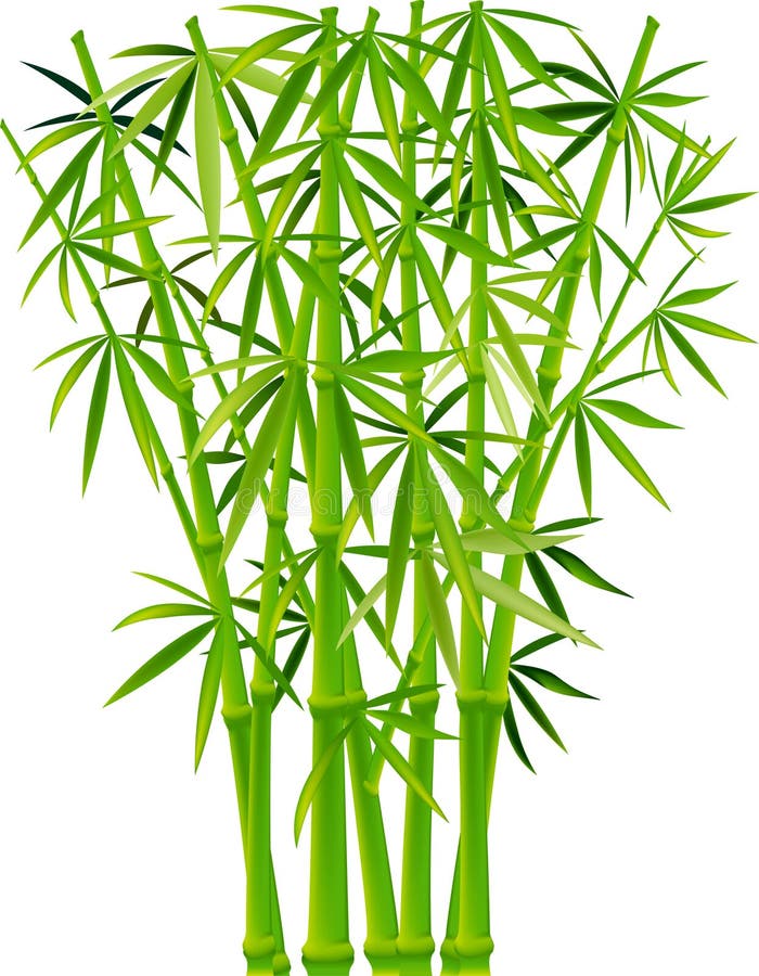 Bamboo, vector stock vector. Illustration of bamboo, tree - 6048457
