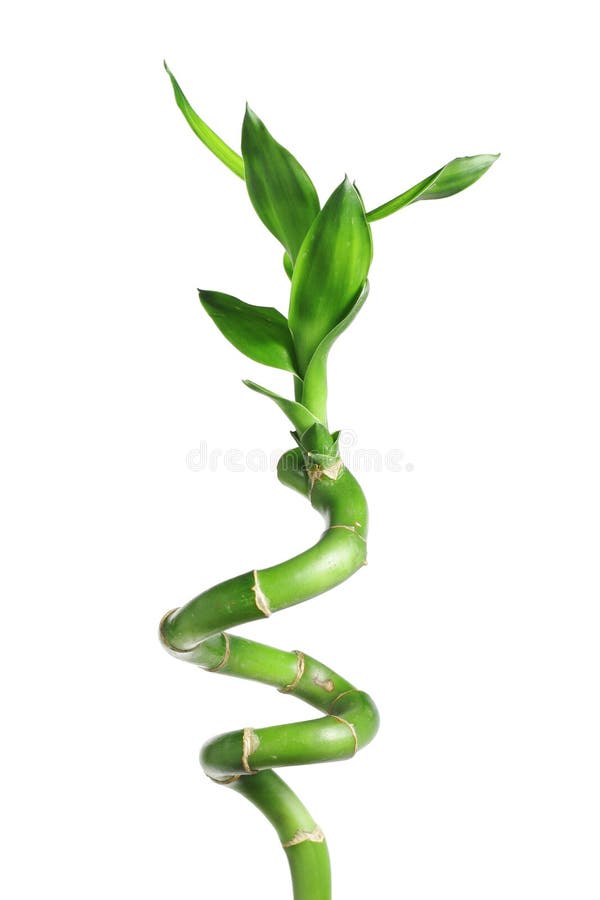 Twisted bamboo stock image. Image of abstract, asia, luck - 478355