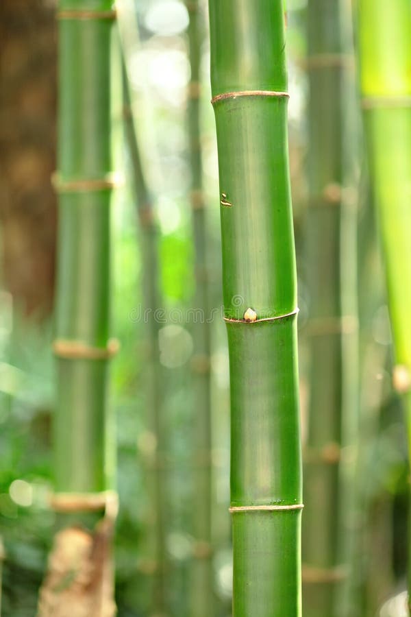 Bamboo stock image. Image of culture, landscape, closeup - 23791463