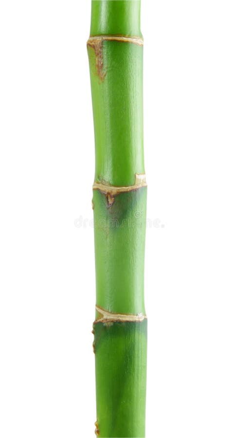 Bamboo and Horsetails stock image. Image of design, botanical - 438515
