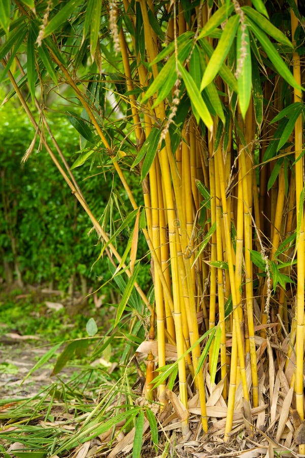 Bamboo stock photo. Image of growth, element, organic - 25347406