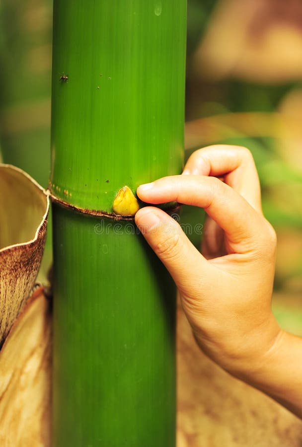 Bamboo stock photo. Image of young, bamboo, hand, plant - 26620334