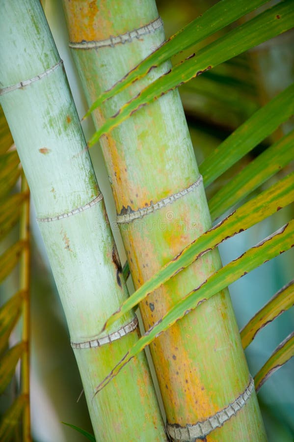 Bamboo stock image. Image of florida, green, colorful - 29631213