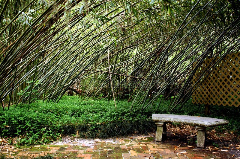 Pacific Northwest Forest Floor Stock Image - Image of leaves, grow: 6070135