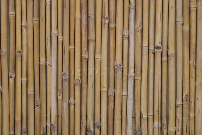 Bamboo stock photo. Image of bamboo, africa, natural, tropics - 48756