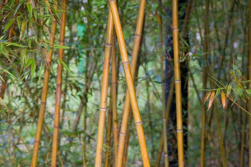 Weeping willow tree stock photo. Image of spring, meditation - 8293496