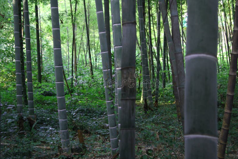 Bamboo forest stock photo. Image of shadow, outdoor, wood - 38022