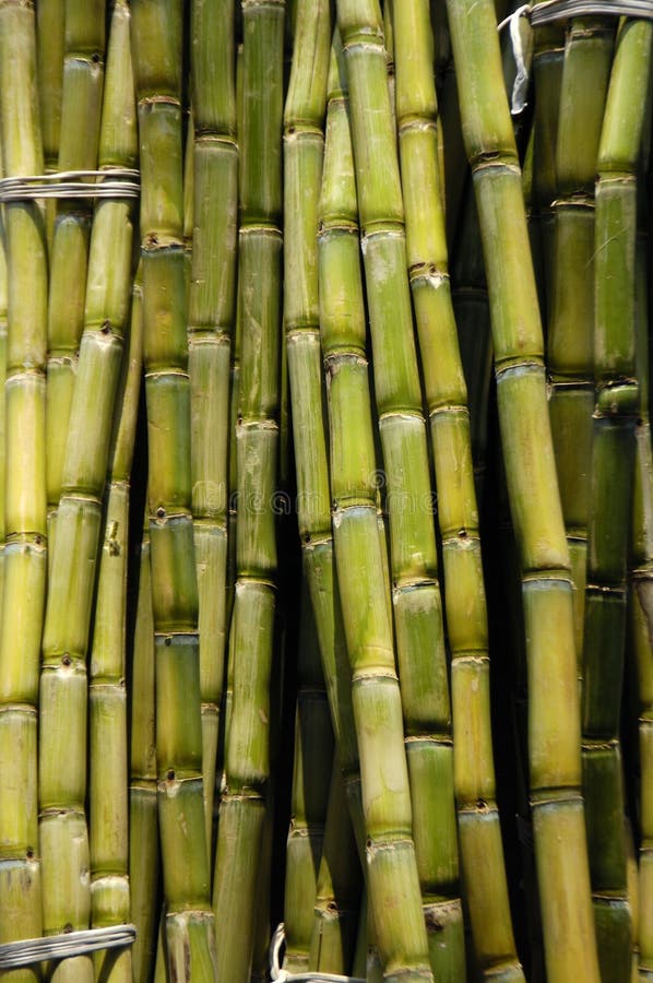Sugarcane Bunch stock photo. Image of bunch, sweet, canes - 6571248